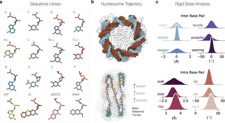 Open-source software unlocks rapid DNA structure generation and ...