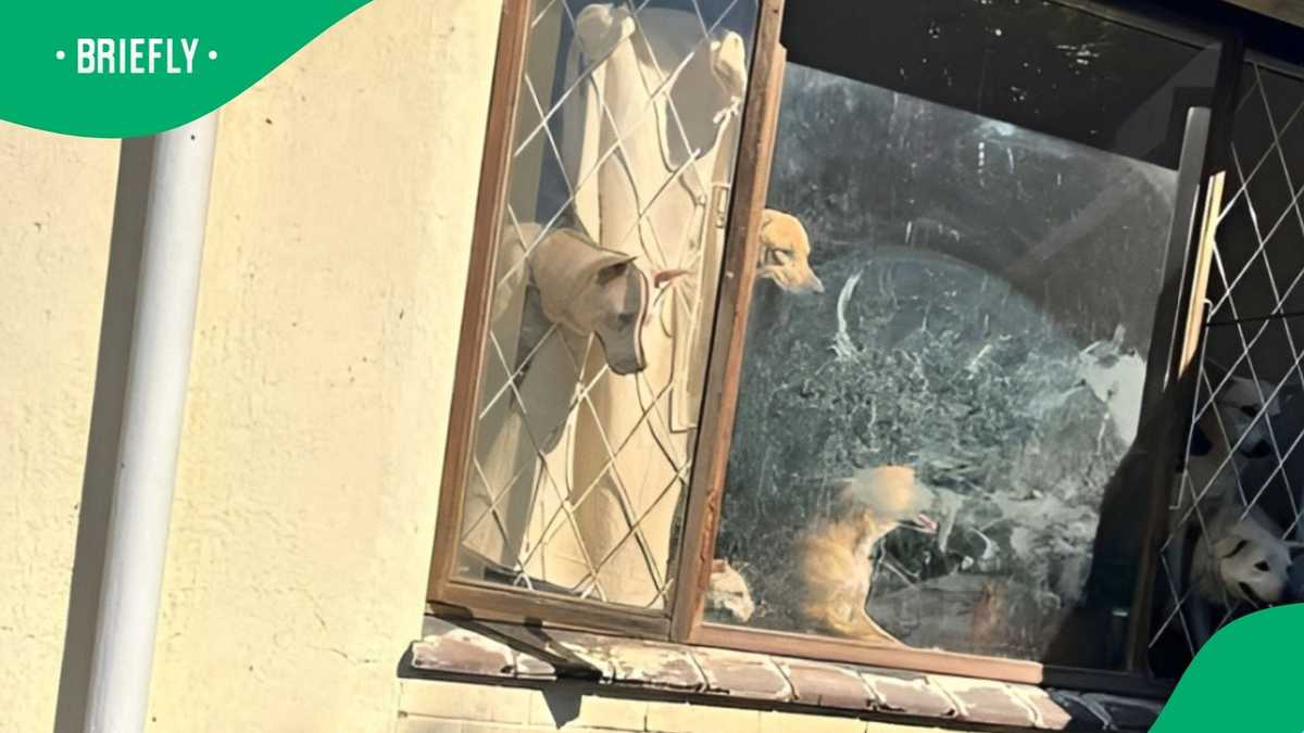 Dogs look happy: Durban animal lover defends keeping 68 dogs at home ...