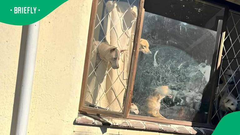 Dogs look happy: Durban animal lover defends keeping 68 dogs at home ...