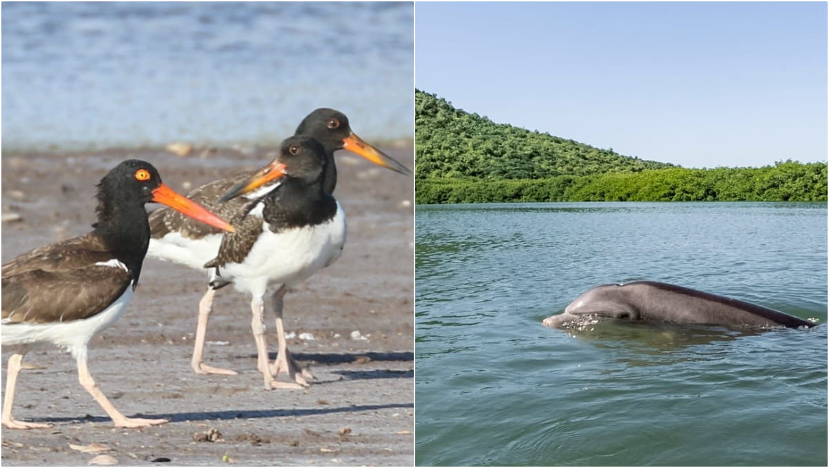 ¿Qué flora y fauna está presente en Topolobampo? Esto sabemos sobre los ...