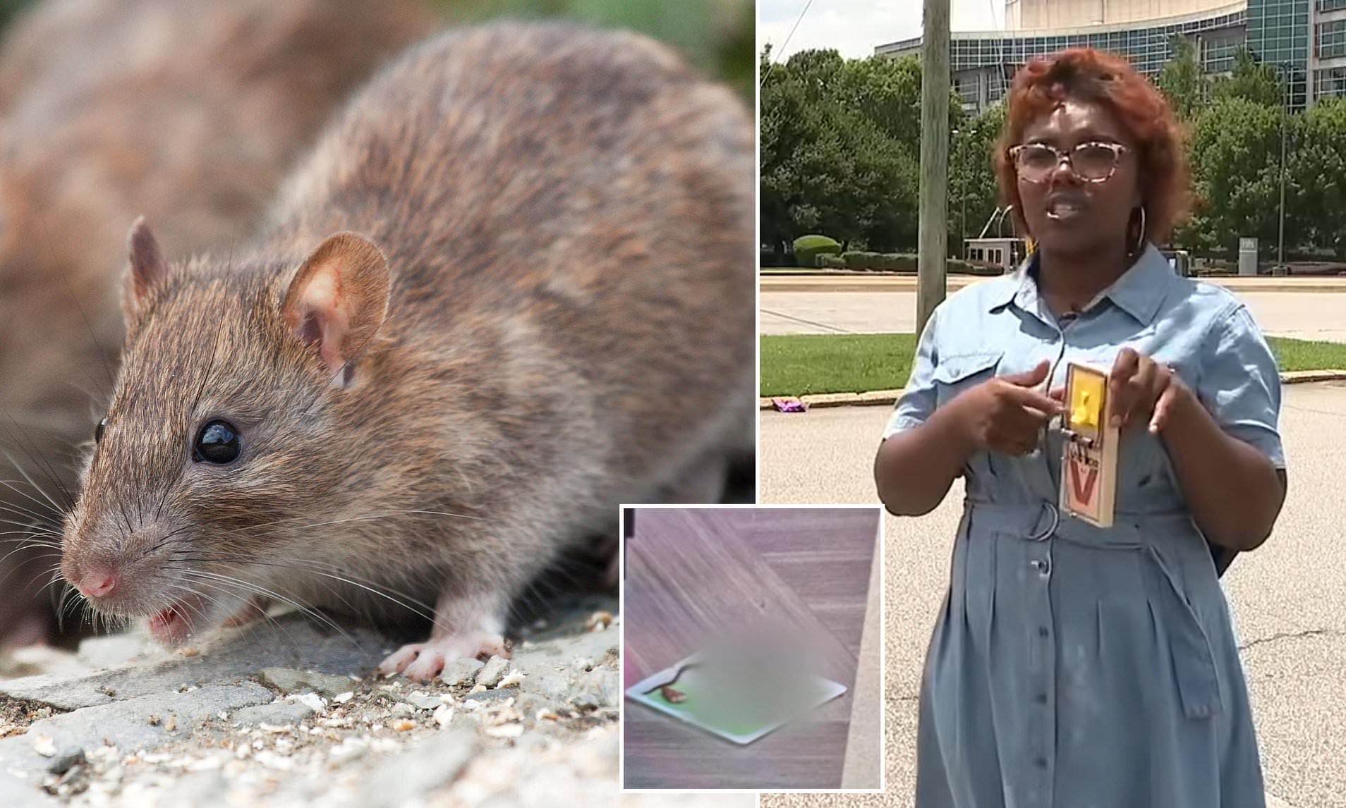 IRS workers plagued by infestation of giant rats so big that traps don ...