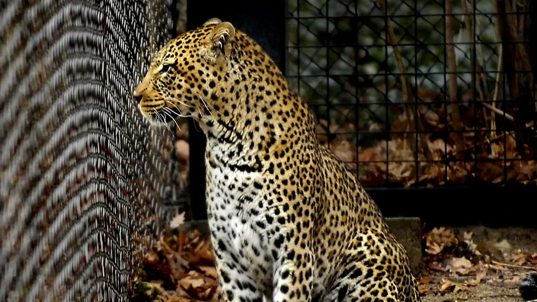 How Phoenix zoos are shaping conservation’s future