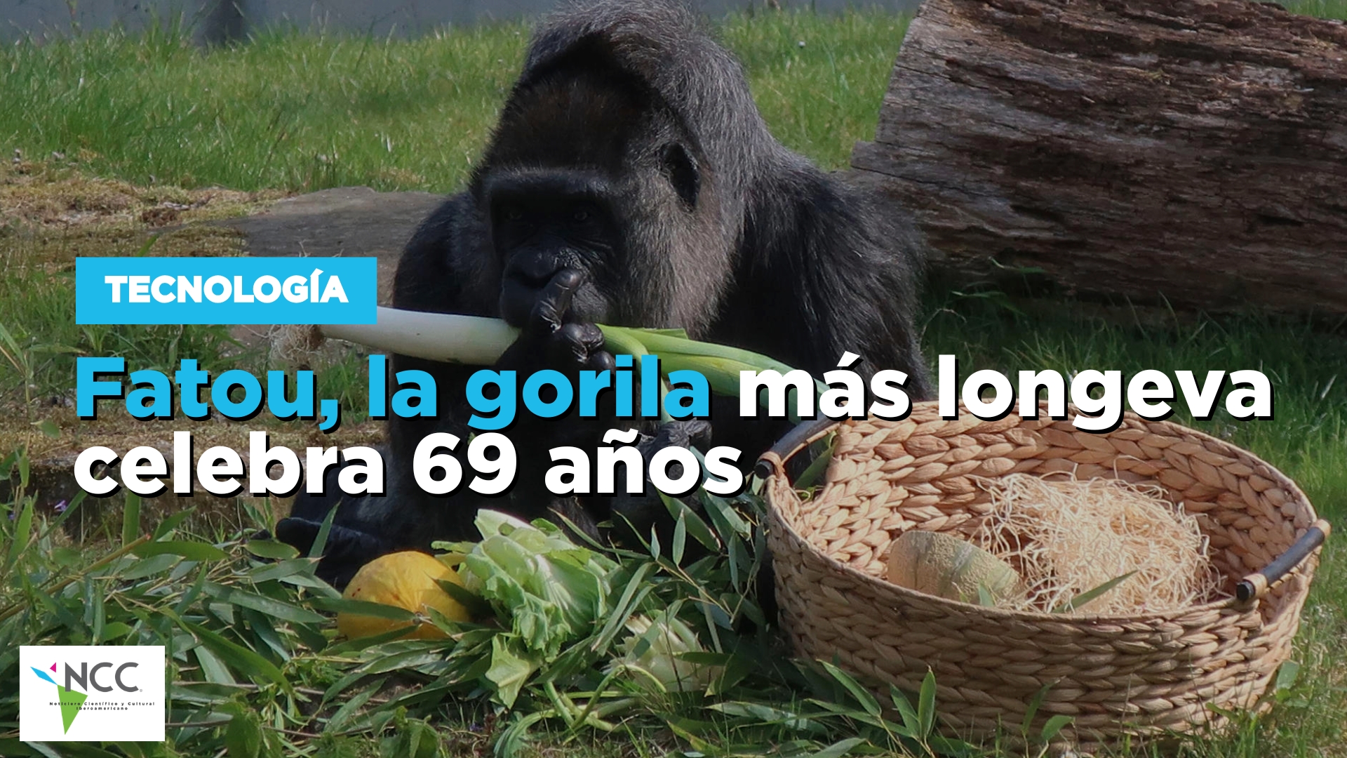 Fatou, la gorila más longeva, celebra 69 años