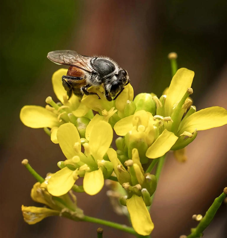 Teen stung by bees while attempting to pluck fruits from jamun tree in ...