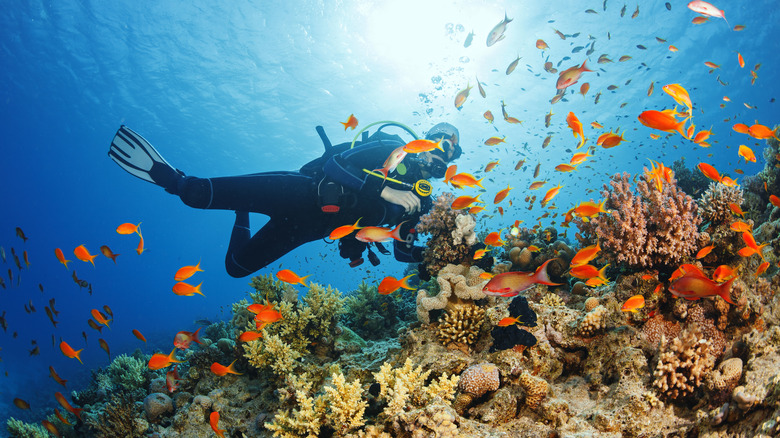 A beginner's guide to scuba diving like a professional