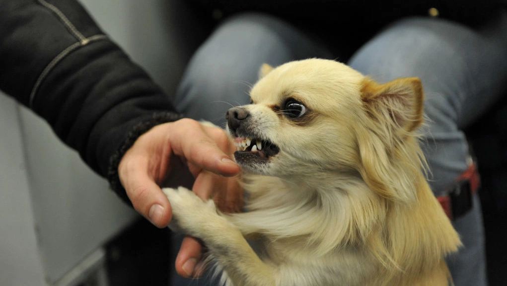 How dogs really feel about human hugs