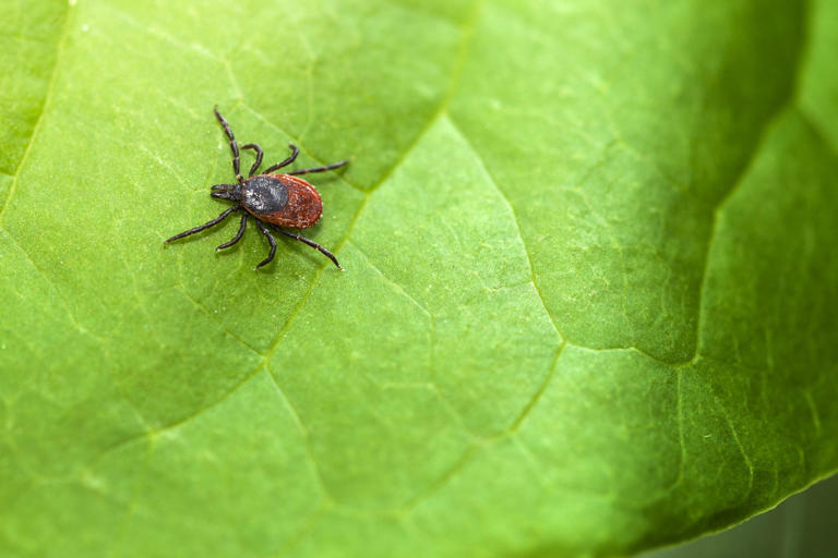 Federal officials unveil new plan in the fight against Lyme disease and ...