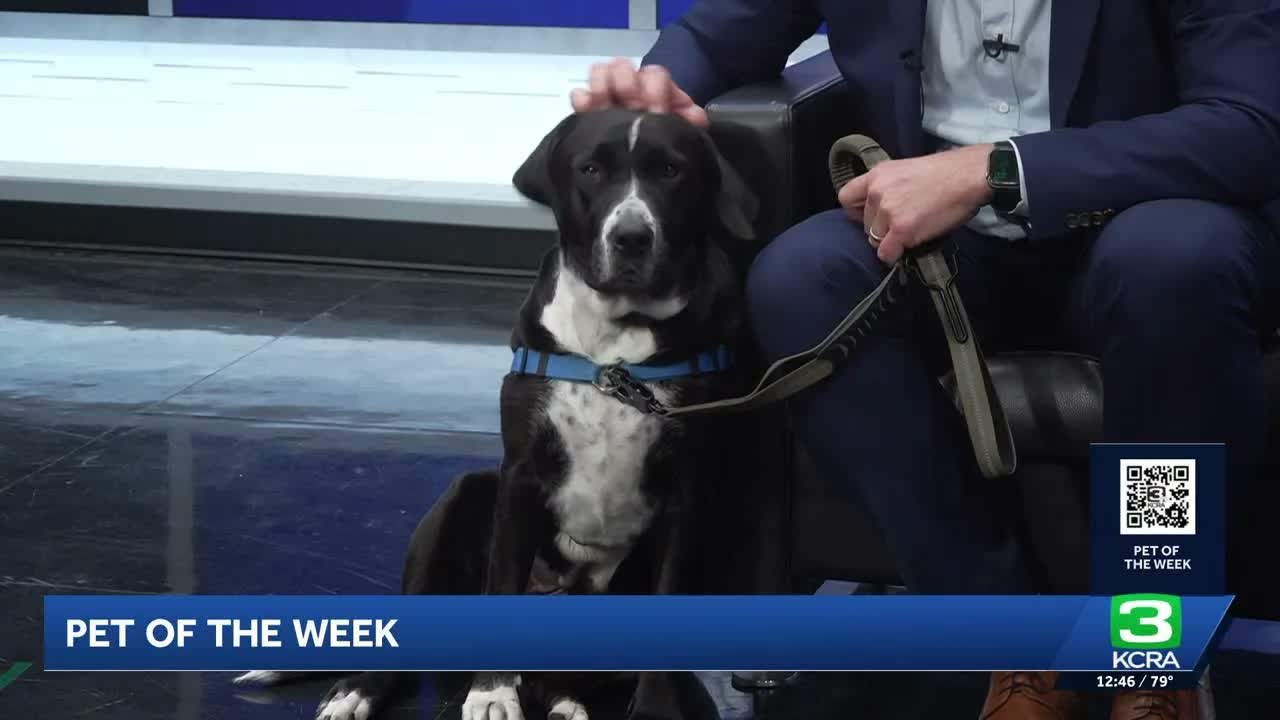 Meet Adora, Sacramento SPCA's pet of the week