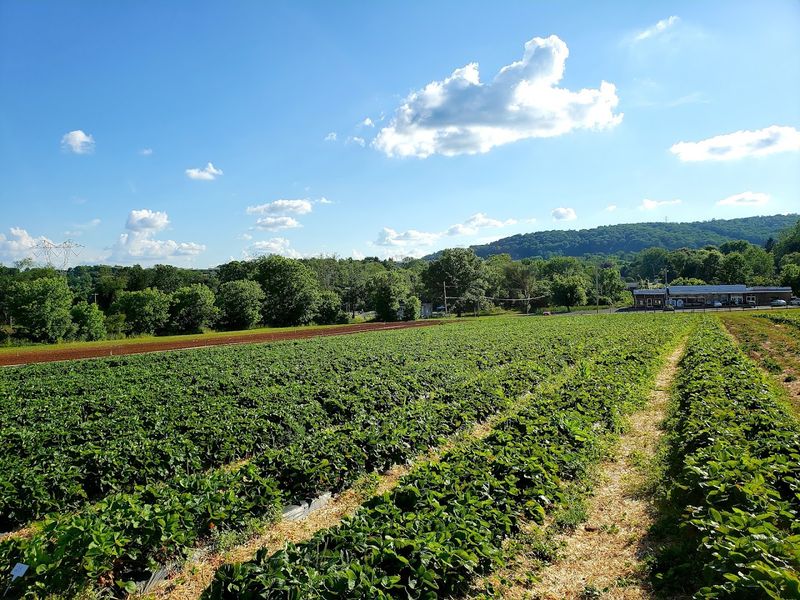 The 300-year-old New Jersey farm where you fill your own bucket with ...