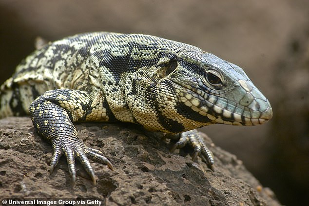 Americans urged to kill four-foot lizards terrorizing the nation