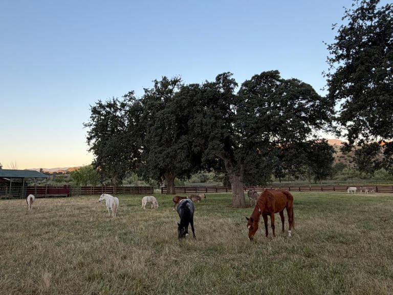 'Red flags all over the place' — How one nonprofit never gave up effort ...