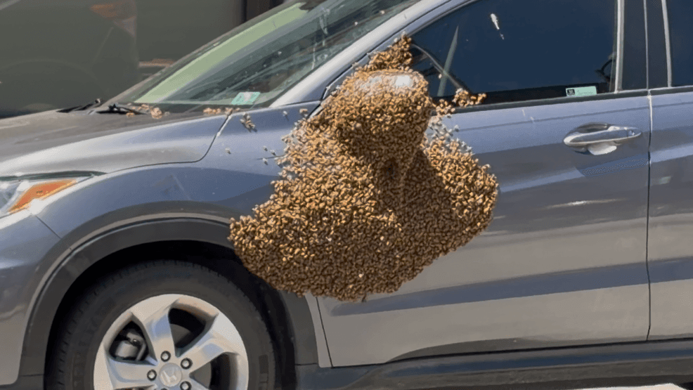 Video | Swarm of bees blankets parked SUV in downtown Johnstown ...