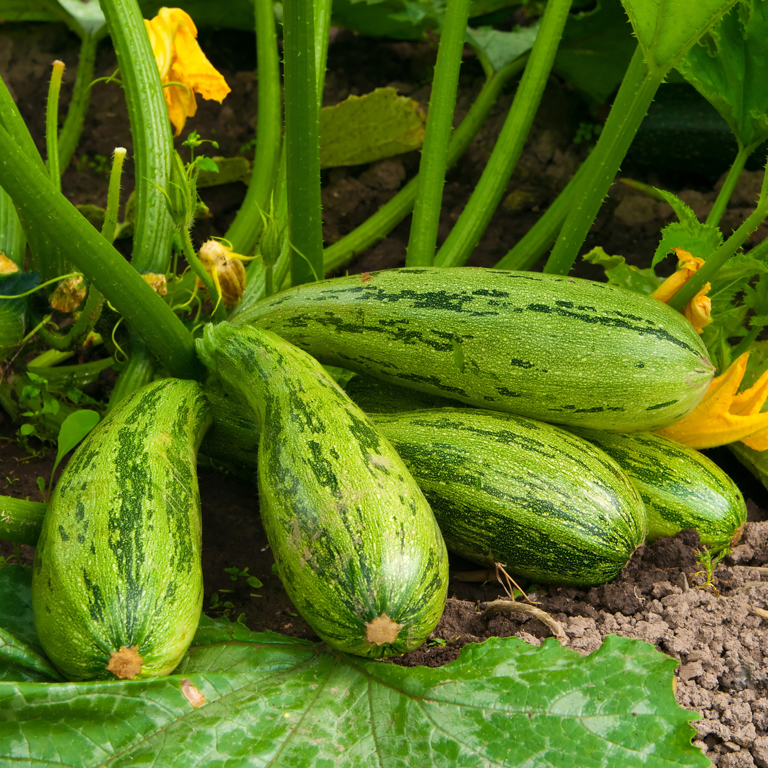 You can still plant these vegetables in June – act now for a fast ...