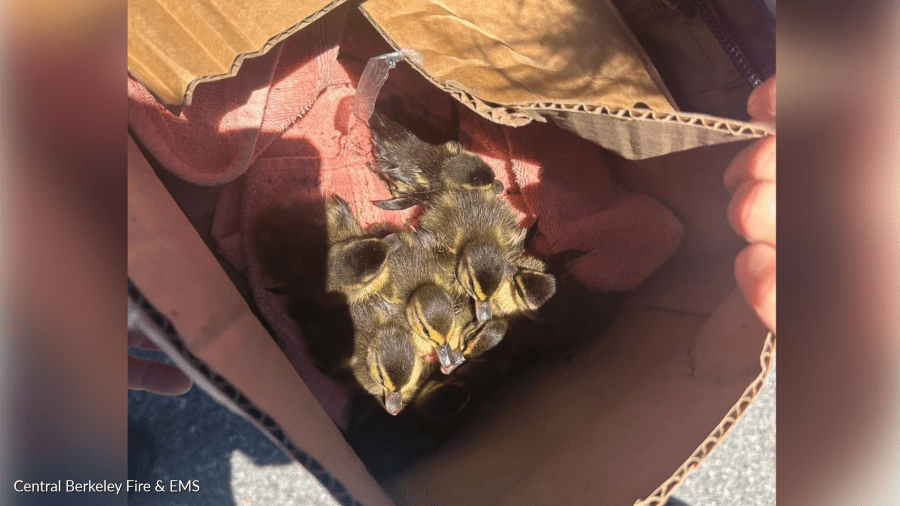 'No job too small': Central Berkeley Fire & EMS rescue ducklings from ...