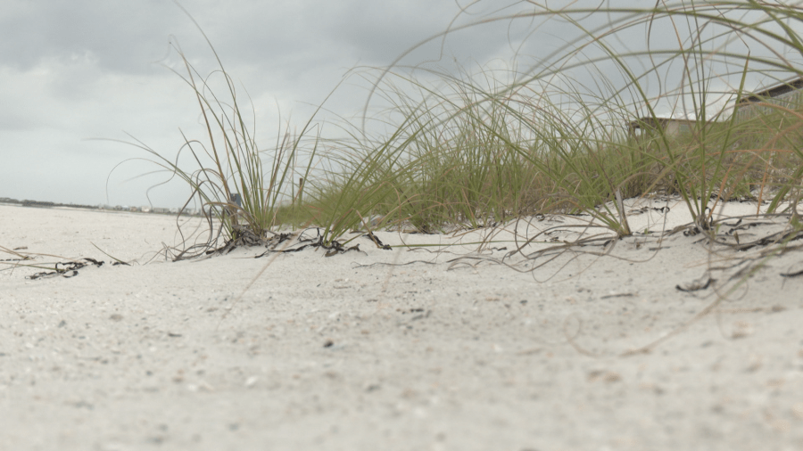 Sea oats planted to strengthen dunes and protect Mexico Beach