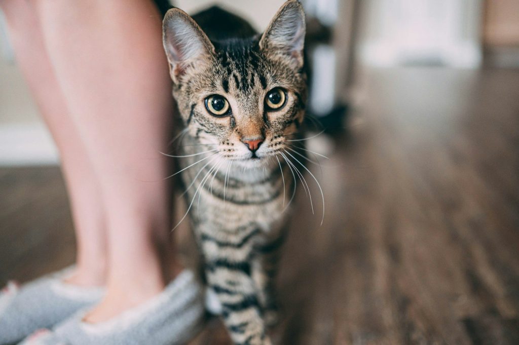 Why do cats headbutt you when you are feeling down?