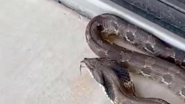 New property owner spots dramatic eastern hognose snake lounging on ...