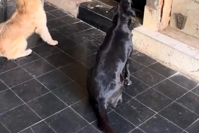 Video | Perritos fueron al cementerio para despedir a su dueño en ...