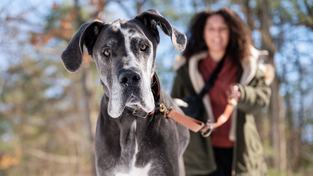 12 dog breeds with the shortest lifespans