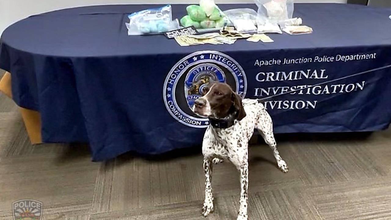 Traffic stop leads to large drug bust, thanks to Apache Junction police K-9