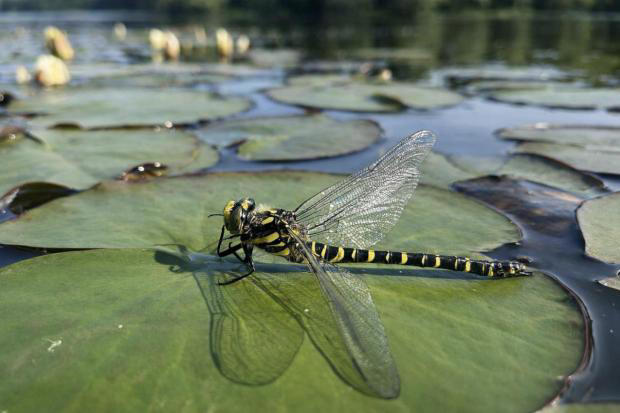 Six of the best South Wales Argus Camera Club pics today