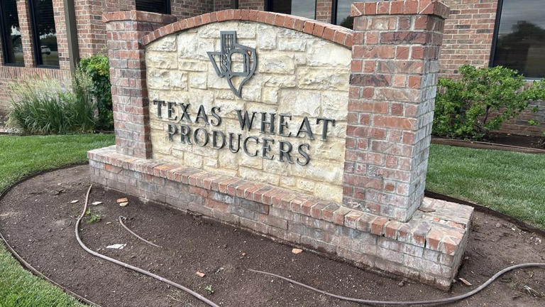 Texas wheat producers to invest $400,000 in 16 High Plains winter wheat ...