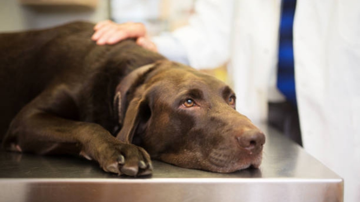 If your dog exhibits these 10 symptoms, it could be a sign of diabetes ...