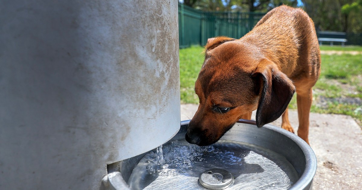 Why having your dog drink from shared water bowl is a big no-no - report