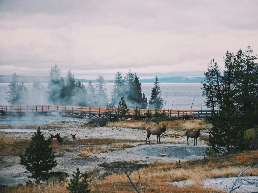 How scientists are using AI to understand Yellowstone’s wolves