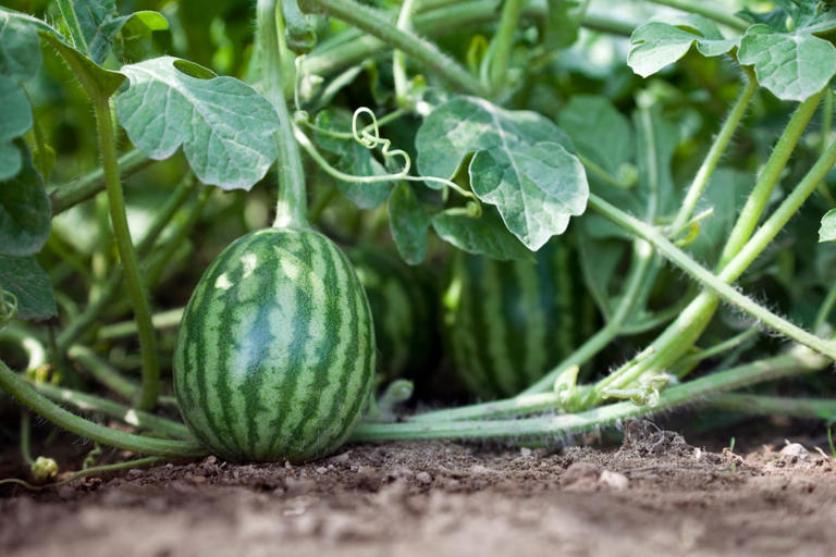 Yes, you can grow a watermelon in your own backyard