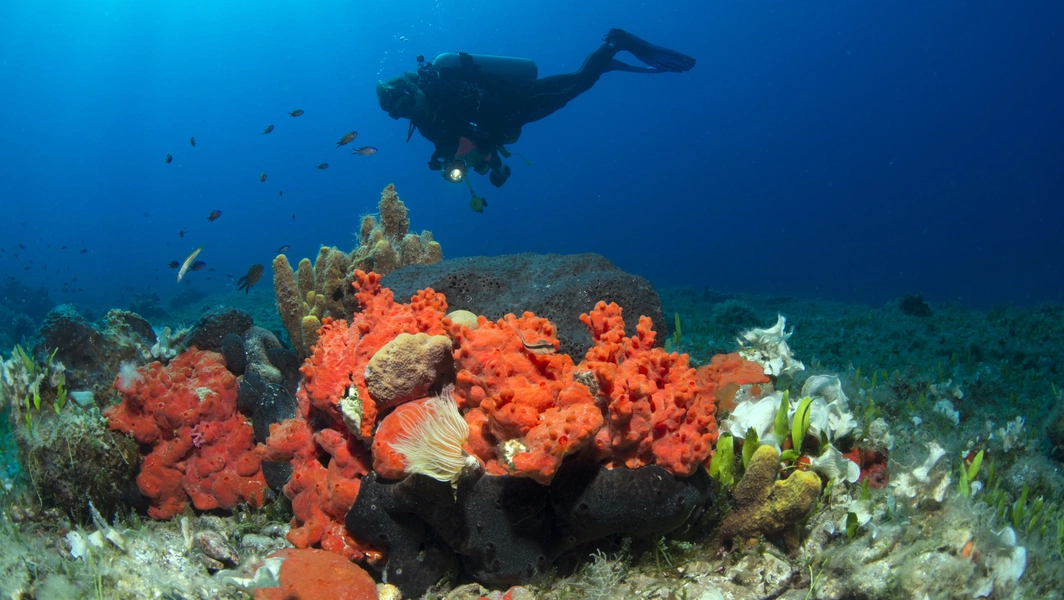 15 fascinating marine creatures and underwater photography insights
