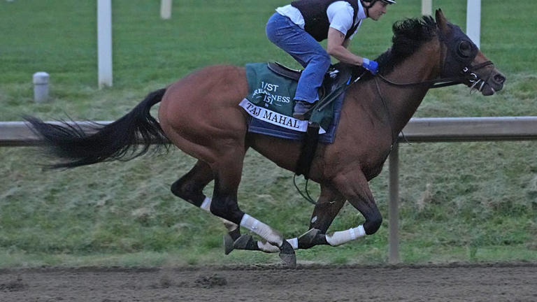 Taj Mahal gets back around one turn in Woody Stephens