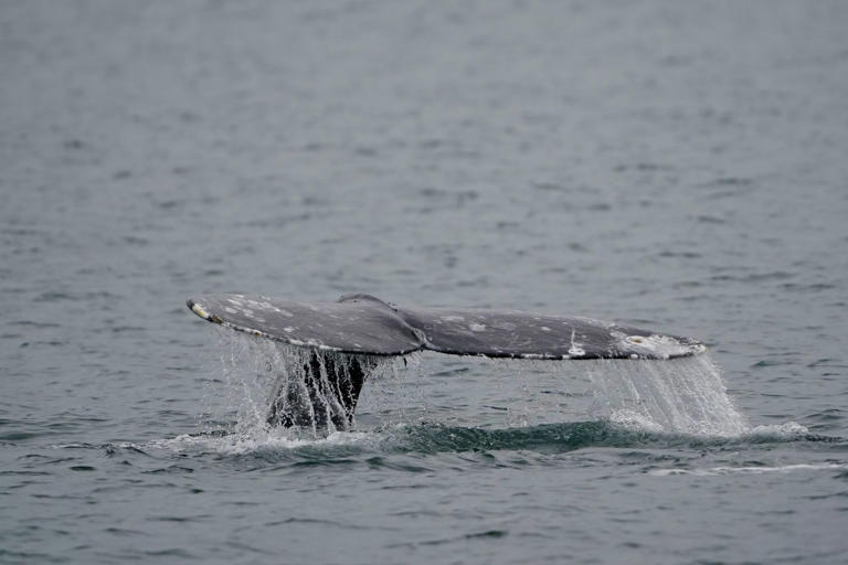 Three more grey whales found dead on BC coast after four discovered in ...