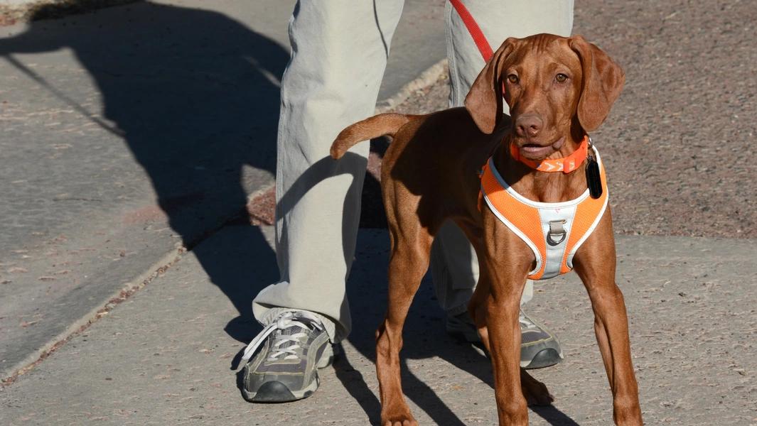 15 dog breeds prone to anxiety