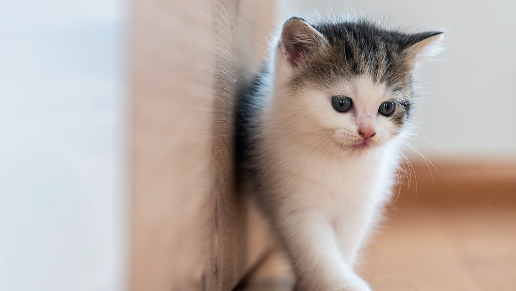 Understanding single kitten syndrome and feline social needs