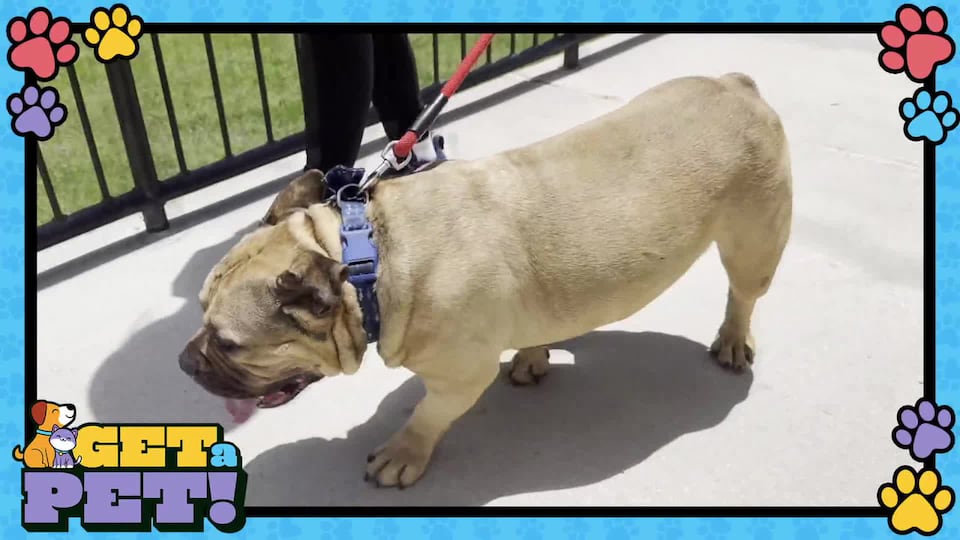 Get a pet: Meet Hot Dog