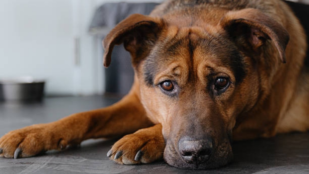 Veterinarians reveal what dogs actually see when they look into your ...