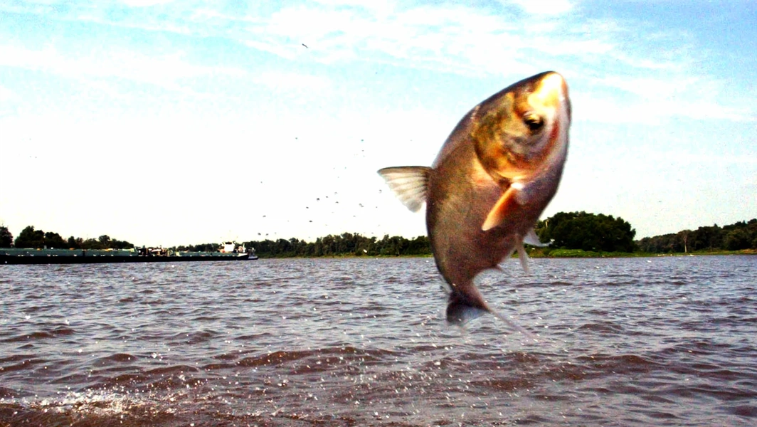 Invasive species impacts and management in the US