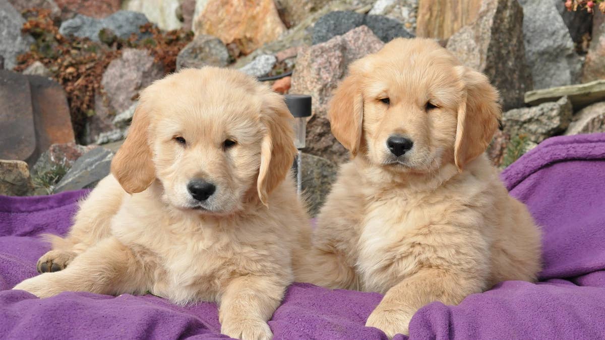 Foster golden puppies learn the art of the husky side-eye from their ...