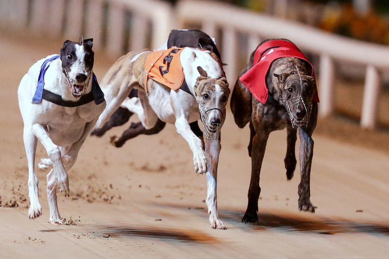 Nearly 6,000 former racing greyhounds born in 2021 and 2022 in Ireland ...