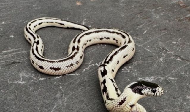 Rare two-headed California kingsnake has already outlived every ...