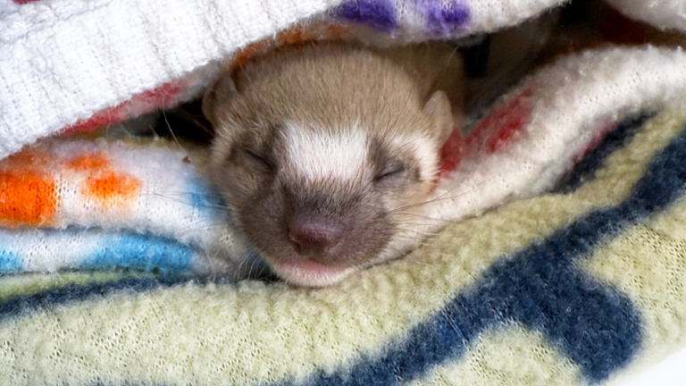 Orphaned baby long-tailed weasel brought back to Southern California ...
