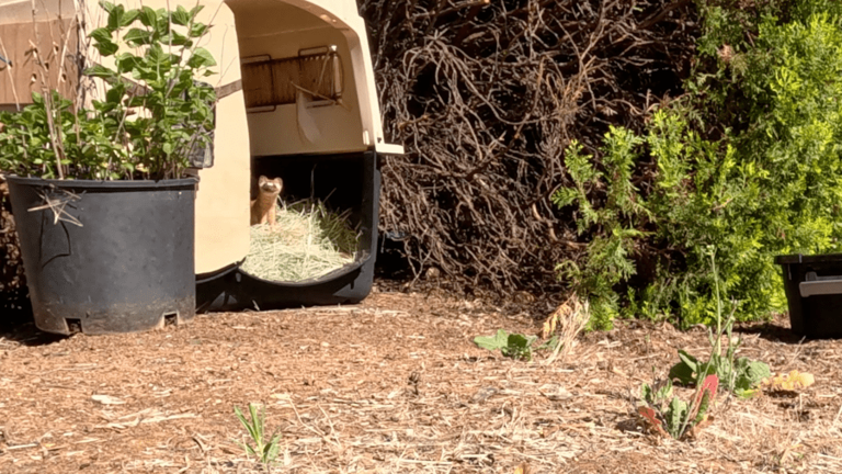 Orphaned baby long-tailed weasel brought back to Southern California ...