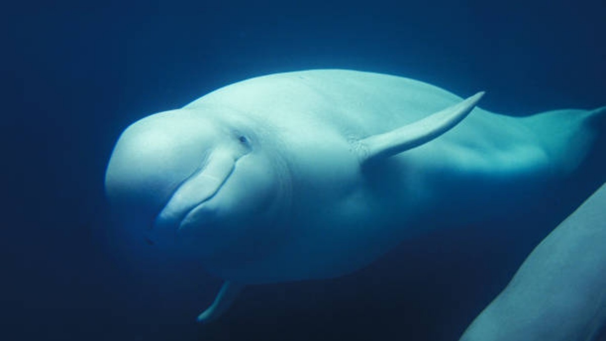 A surprising discovery: Beluga whales also recognize themselves in mirrors