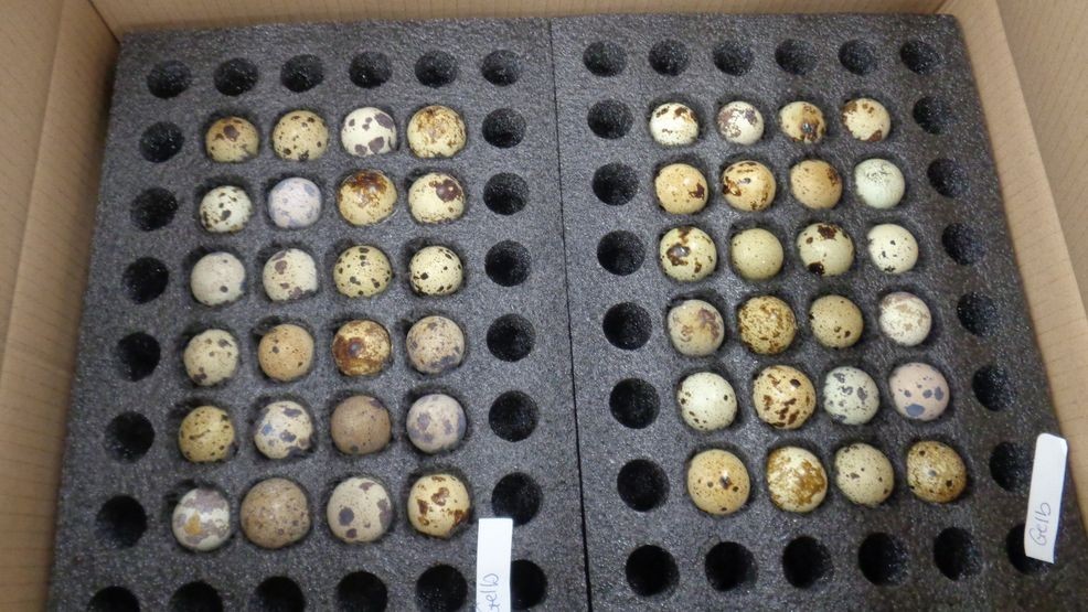 337 hatching eggs seized at Cincinnati airport, shipped from Germany