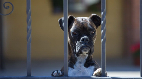 13 subtle signs your dog is protecting you