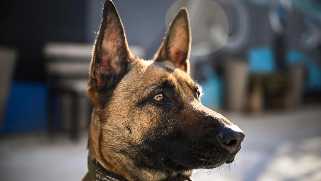 13 subtle signs your dog is protecting you