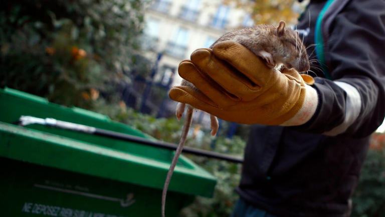 Ça grouille à Genève : La prolifération de rats dans cette commune ...