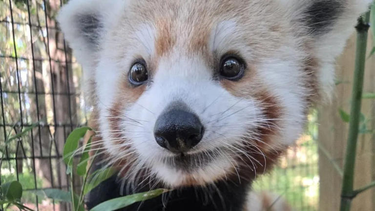 Wally ya está en Cape May: conoce al nuevo panda rojo del zoológico