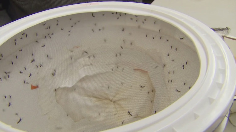 Mosquito pool in Sugar Land tests positive for West Nile virus
